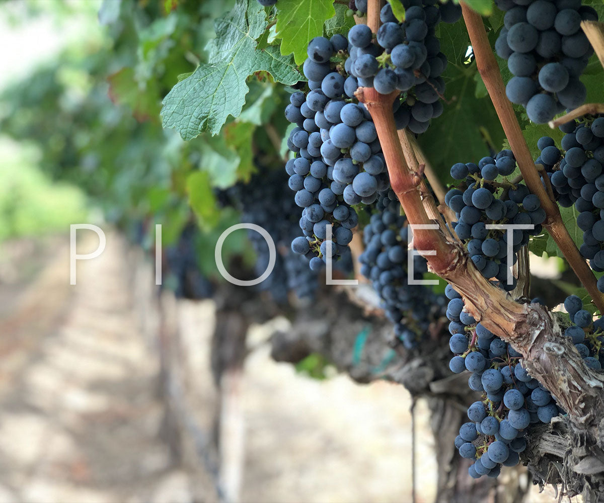 Piolet Vintners - Singular focus on quality wine from Washington State