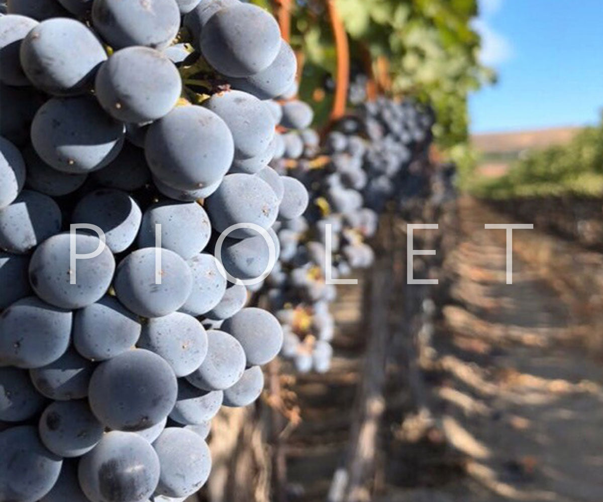 Piolet Vintners - Singular focus on quality wine from Washington State